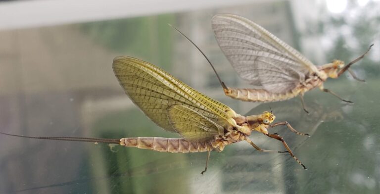 It’s Mayfly Season – Lake Erie Islands Nature & Wildlife Center