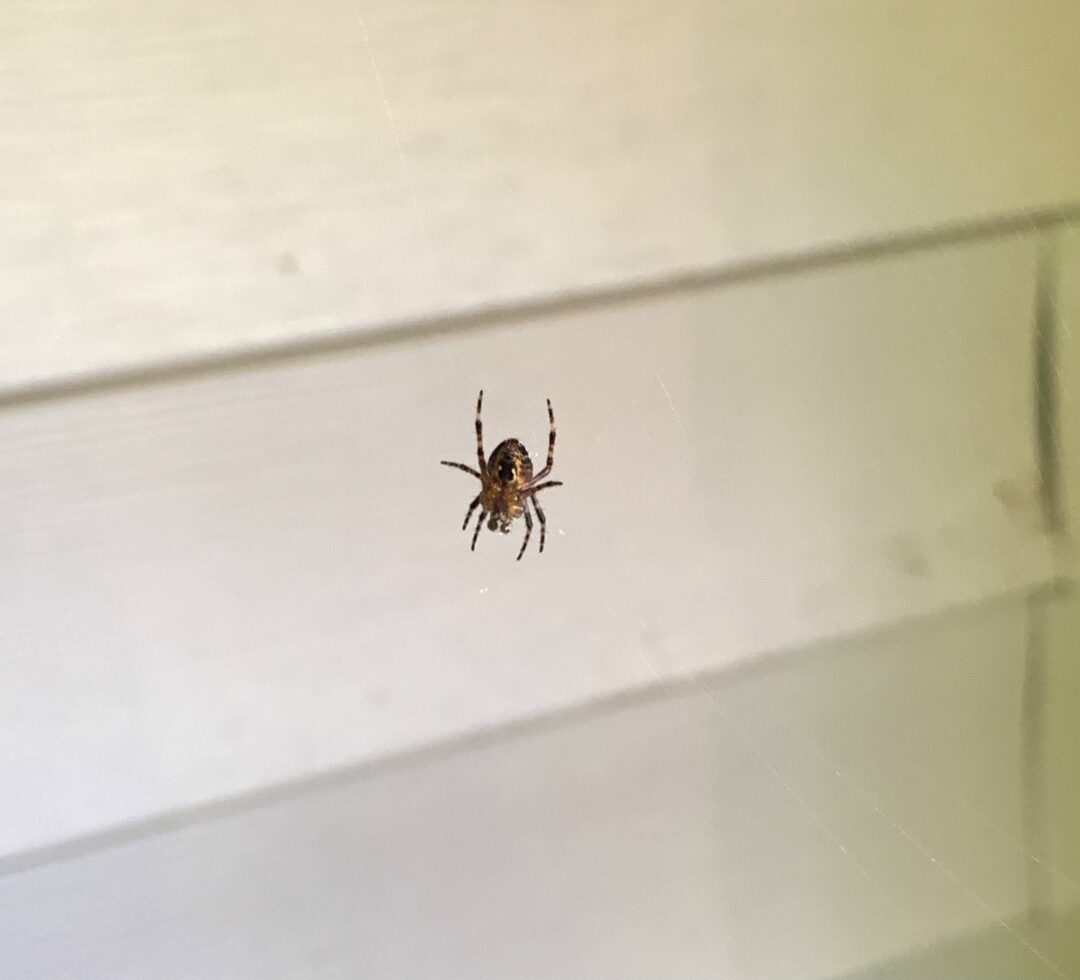 Spiders are Cool! – Lake Erie Islands Nature & Wildlife Center